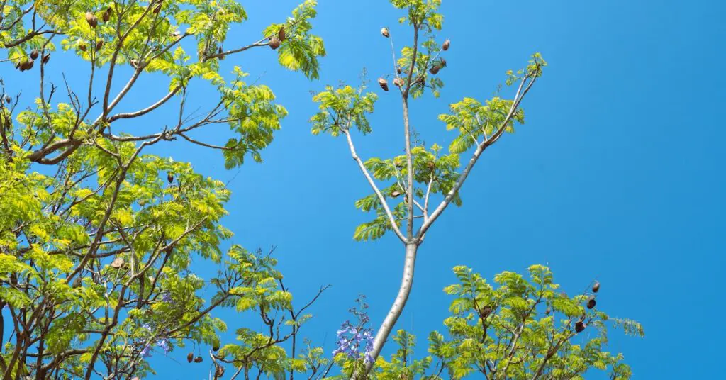 Honest Abe: Idiom Meaning and Origin - The Village Idiom