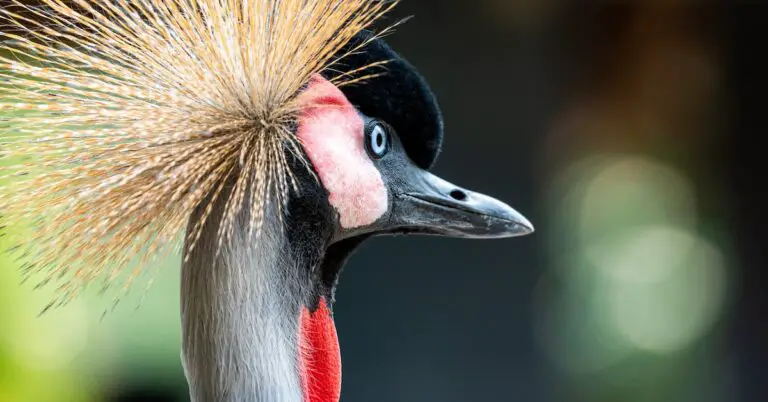 on all fours: Idiom Meaning and Origin - The Village Idiom