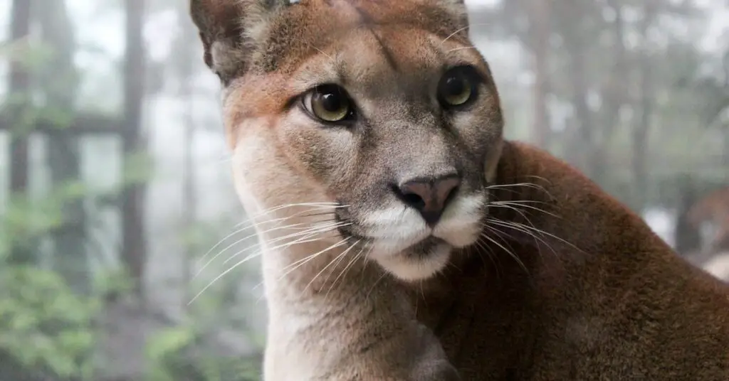 holy cow: Idiom Meaning and Origin - The Village Idiom