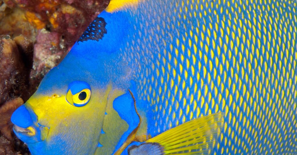 big fish: Idiom Meaning and Origin - The Village Idiom