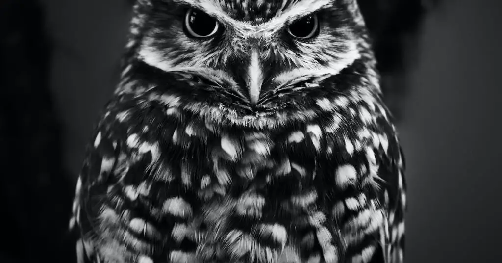 albatross around one's neck: Idiom Meaning and Origin - The Village Idiom