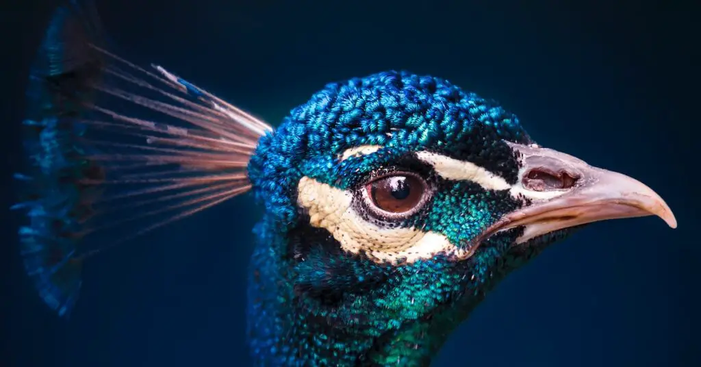 featherless biped: Idiom Meaning and Origin - The Village Idiom