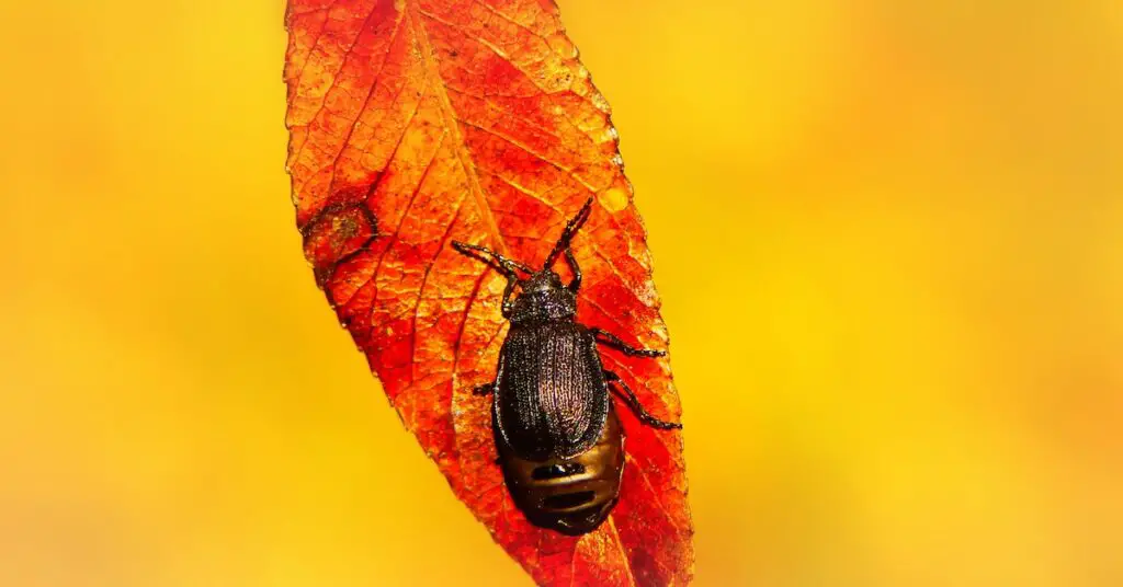 bug off: Idiom Meaning and Origin - The Village Idiom