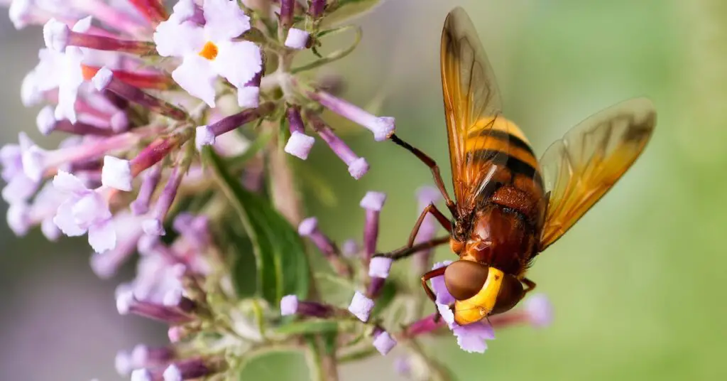 busy as a bee: Idiom Meaning and Origin - The Village Idiom