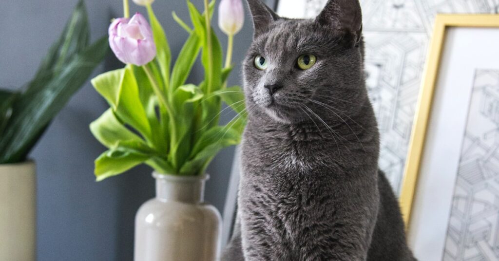 on the prowl: Idiom Meaning and Origin - The Village Idiom