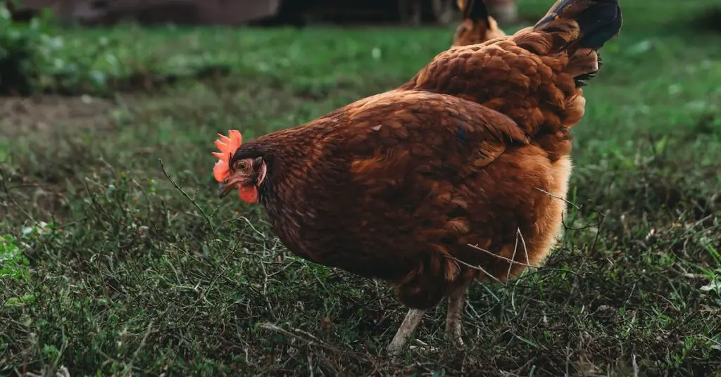 the chickens come home to roost: Idiom Meaning and Origin - The Village ...