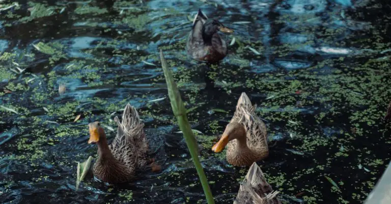 duck down: Idiom Meaning and Origin - The Village Idiom