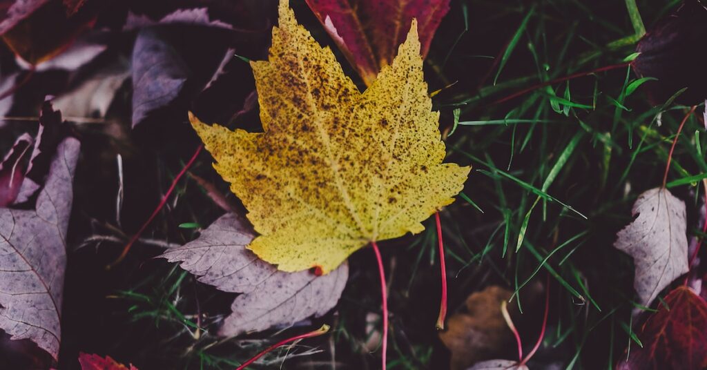 fall into a trap: Idiom Meaning and Origin - The Village Idiom