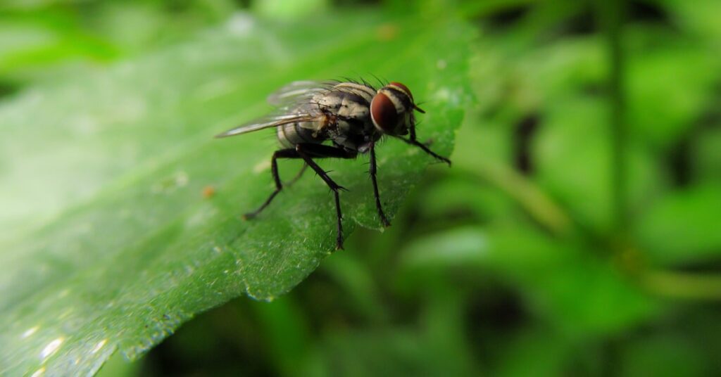 go fly a kite: Idiom Meaning and Origin - The Village Idiom