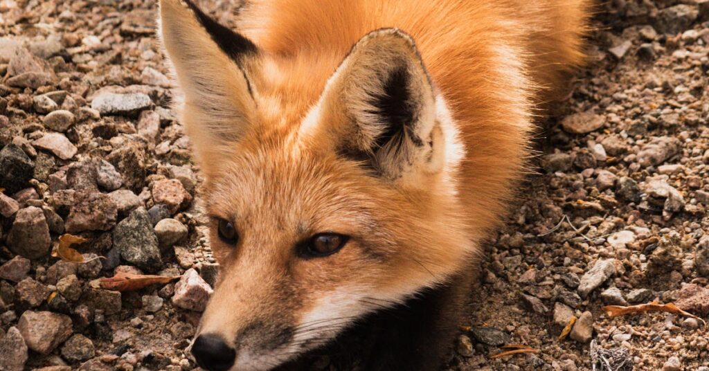 fox in the henhouse: Idiom Meaning and Origin - The Village Idiom