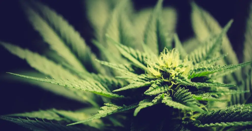 weed out: Idiom Meaning and Origin - The Village Idiom