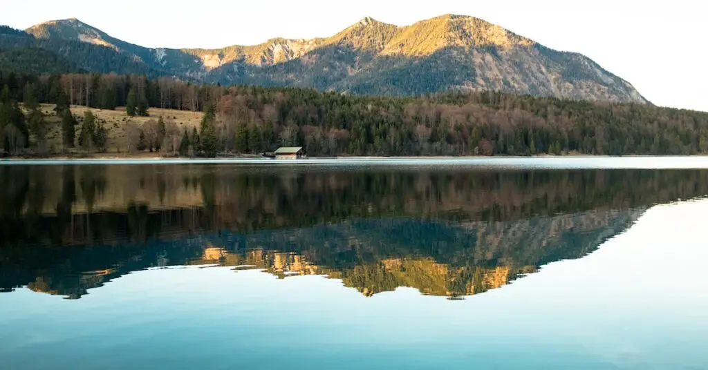 miss the forest for the trees: Idiom Meaning and Origin - The Village Idiom