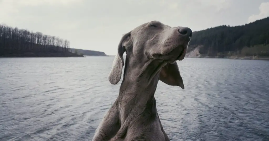 kick a dog when it's down: Idiom Meaning and Origin - The Village Idiom