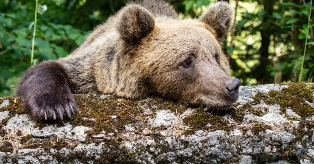 loaded for bear: Idiom Meaning and Origin - The Village Idiom