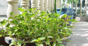 mint condition: Idiom Meaning and Origin - The Village Idiom
