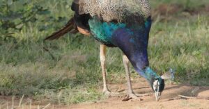 proud as a peacock: Idiom Meaning and Origin - The Village Idiom