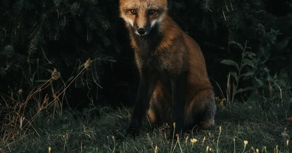 run rampant: Idiom Meaning and Origin - The Village Idiom