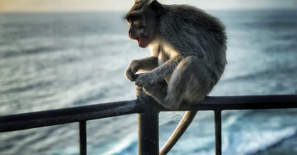 spank the monkey: Idiom Meaning and Origin - The Village Idiom