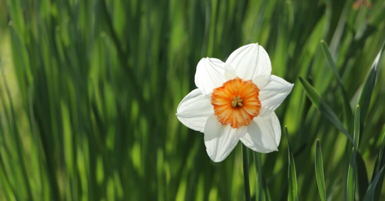 spring in one's step: Idiom Meaning and Origin - The Village Idiom