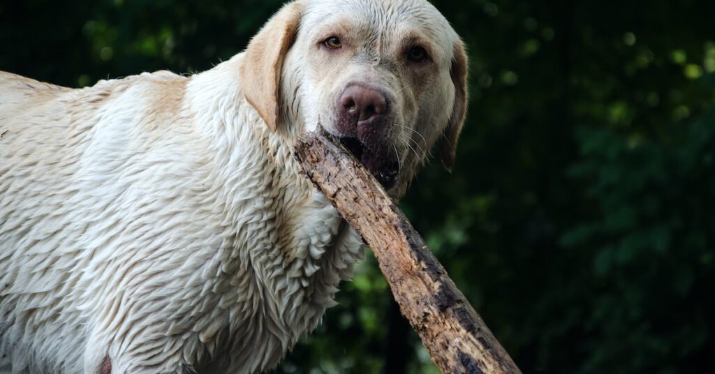 stick with: Idiom Meaning and Origin - The Village Idiom