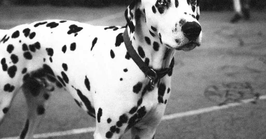 yes man: Idiom Meaning and Origin - The Village Idiom