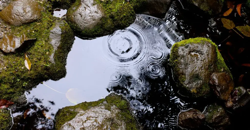 toad-strangler: Idiom Meaning and Origin - The Village Idiom