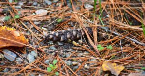 drop trow: Idiom Meaning and Origin - The Village Idiom